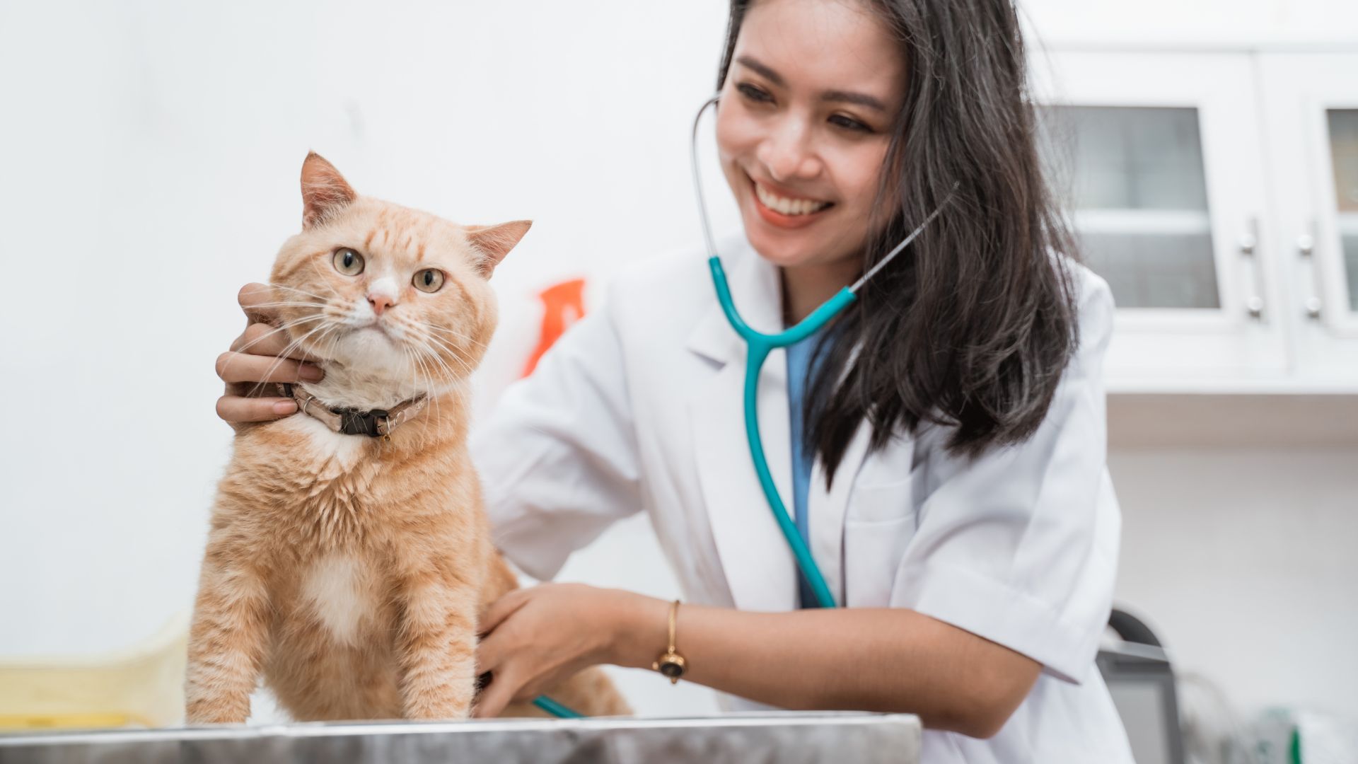 Alexandria VA Veterinary Services | Fort Hunt Animal Hospital